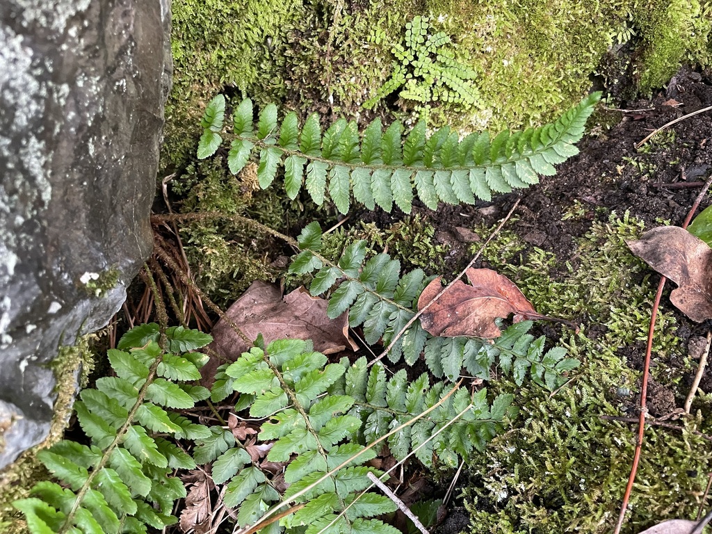 California shield fern in March 2022 by Steve Ansell. Horne Lake ...