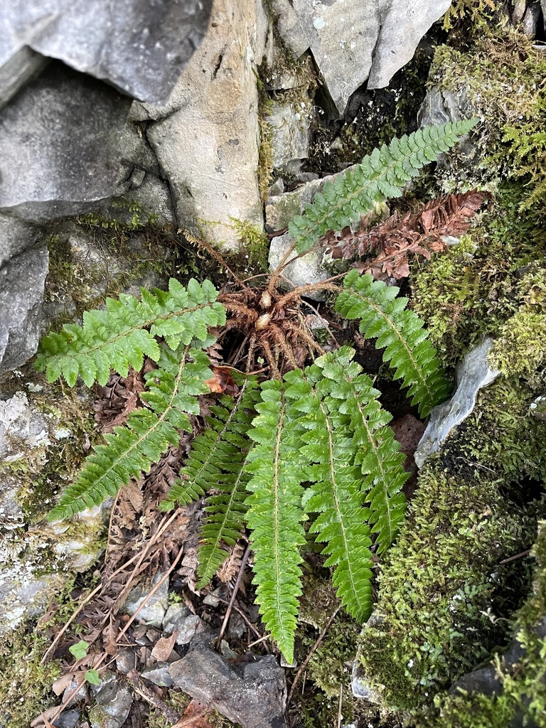 California shield fern in March 2022 by Steve Ansell. Horne Lake ...