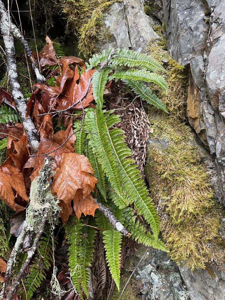 California shield fern in March 2022 by Steve Ansell. Horne Lake ...