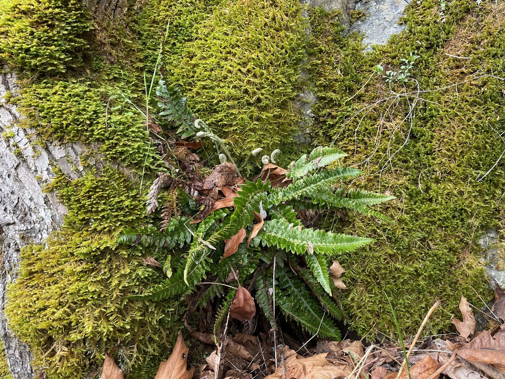 California shield fern in March 2022 by Steve Ansell. Horne Lake ...
