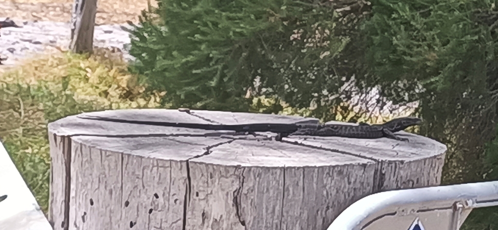 Black-headed Monitor from Birchmont WA 6214, Australia on February 28 ...