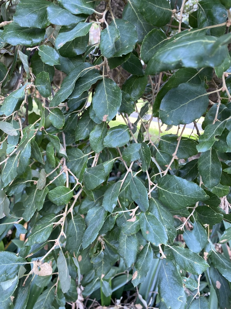 oaks from Albert Park, Auckland, Auckland, NZ on March 16, 2022 at 01: ...