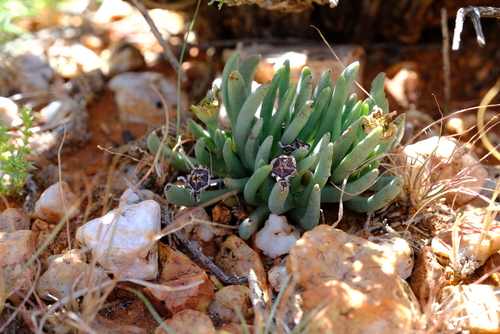 Hereroa puttkameriana · iNaturalist