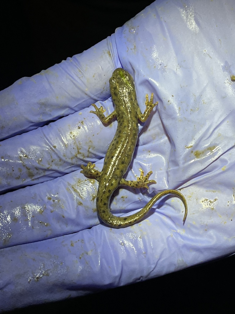 Black-spotted Newt in March 2022 by Drew R. Davis, Ph.D.. record part ...