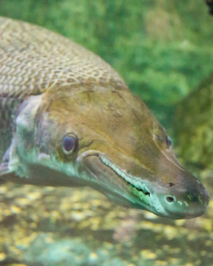 Alligator Gar from Manila Ocean Park on March 04, 2022 at 03:01 PM by ...