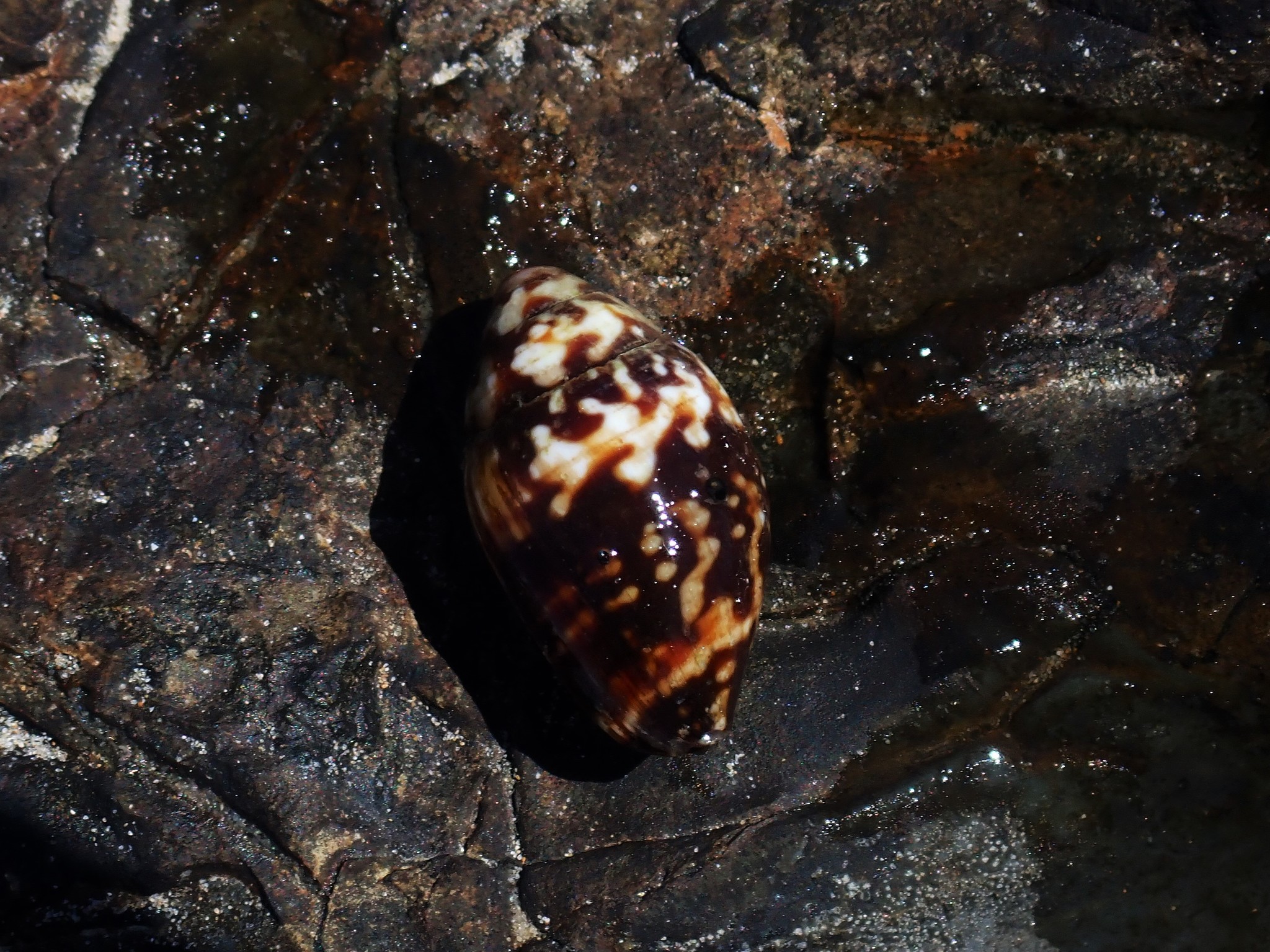 Strigatella litterata (Lamarck, 1811)