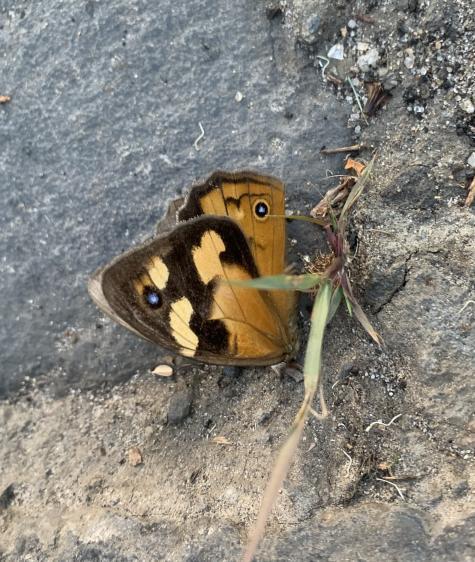 Common Brown in March 2022 by Abigail Webster · iNaturalist