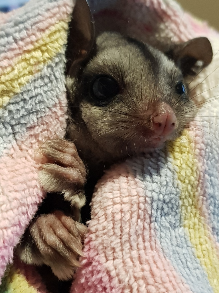 Sugar Glider from Beaconsfield VIC, Australia on March 01, 2022 at 08: ...