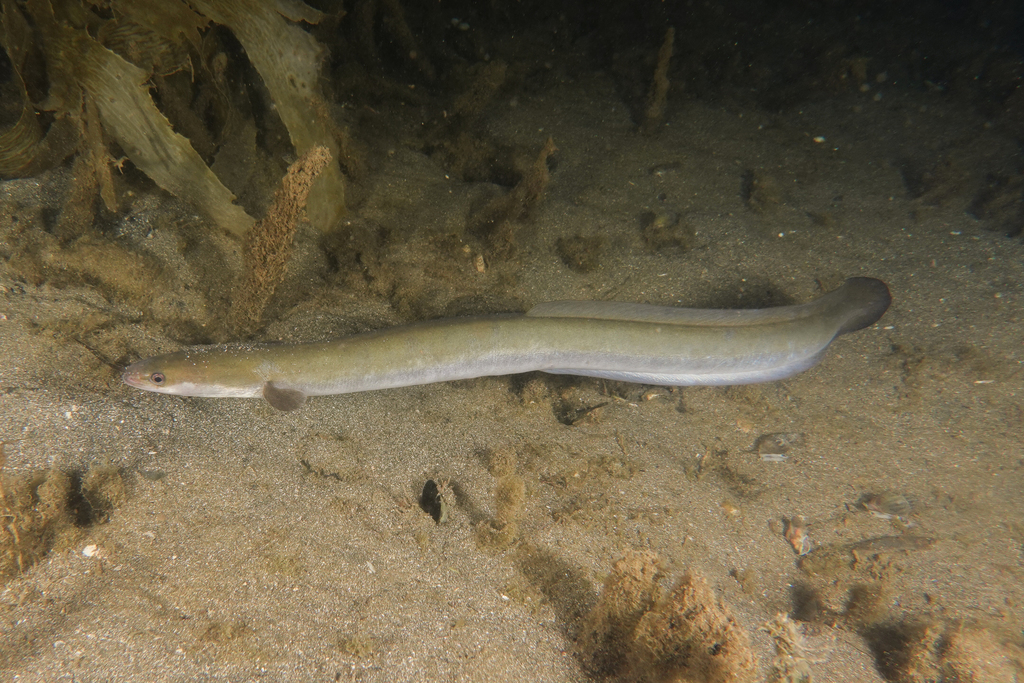 Short-finned Eel (Anguilla australis) - Marine Life Identification