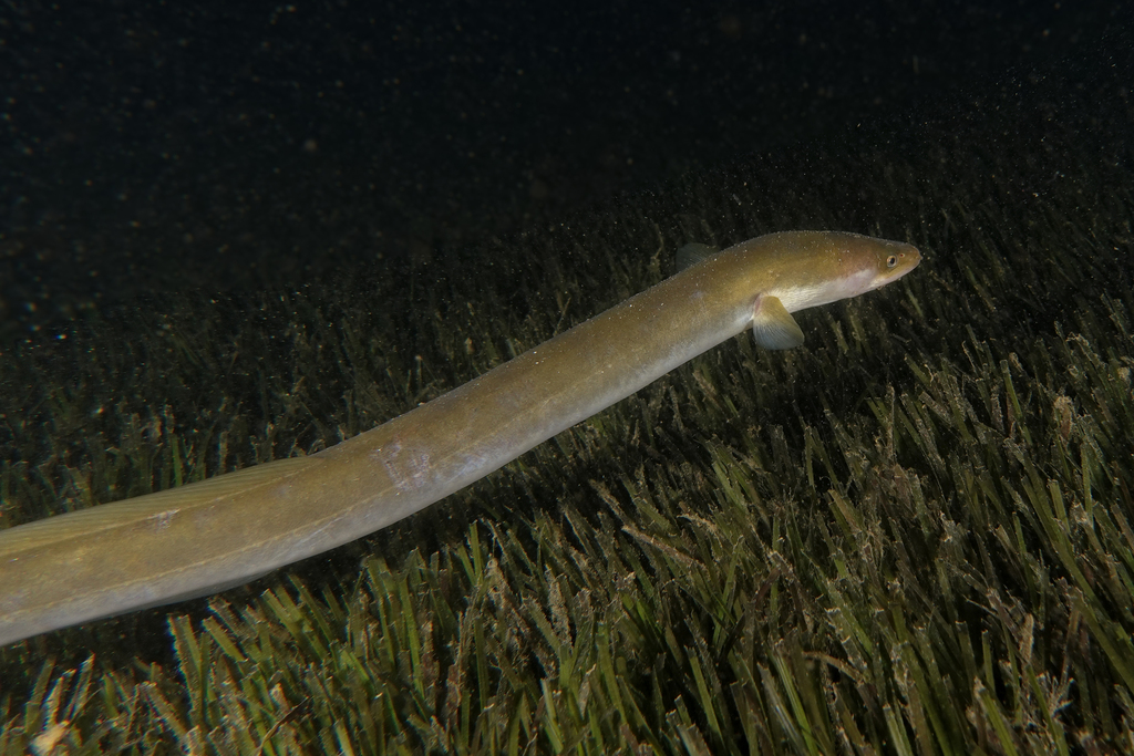 Short-finned Eel (Anguilla australis) - Marine Life Identification