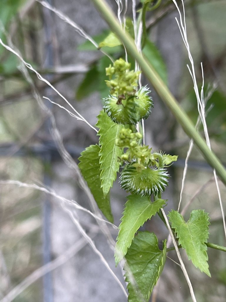Stinging Nettle Creeper from Ridge Road, Umhlanga, KZN, ZA on March 9 ...