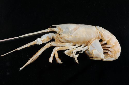 Genus Thaumastocheles · iNaturalist