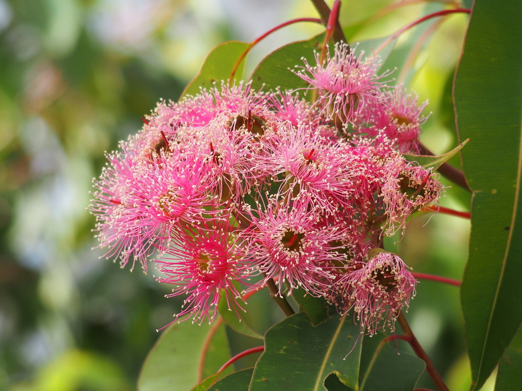 gum trees (Eucalypteae) - Botanical Realm