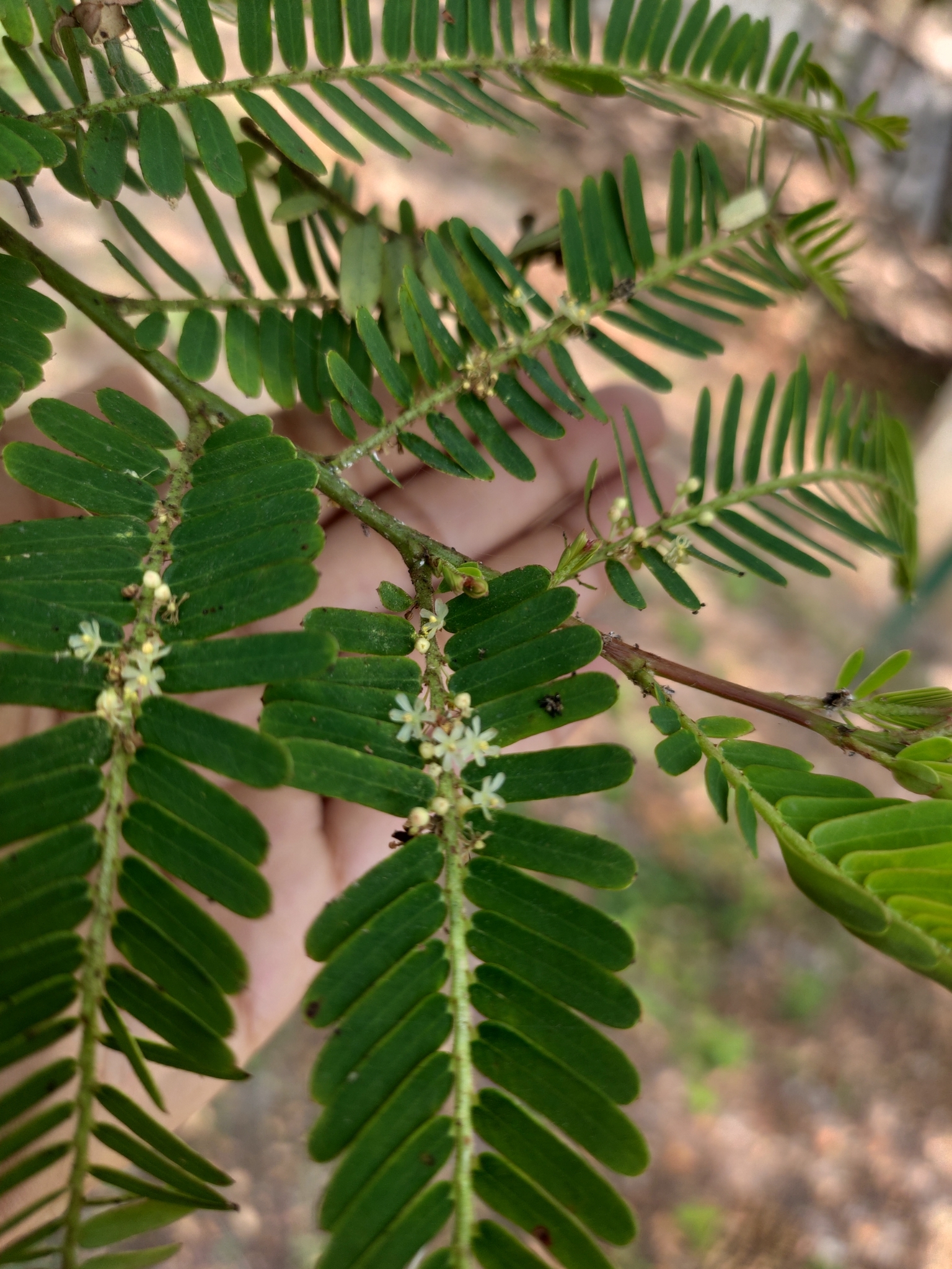 Phyllanthus emblica L.