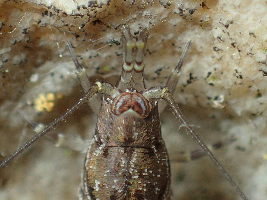 Machiloides banksi from Little River Canyon National Preserve, DeKalb ...