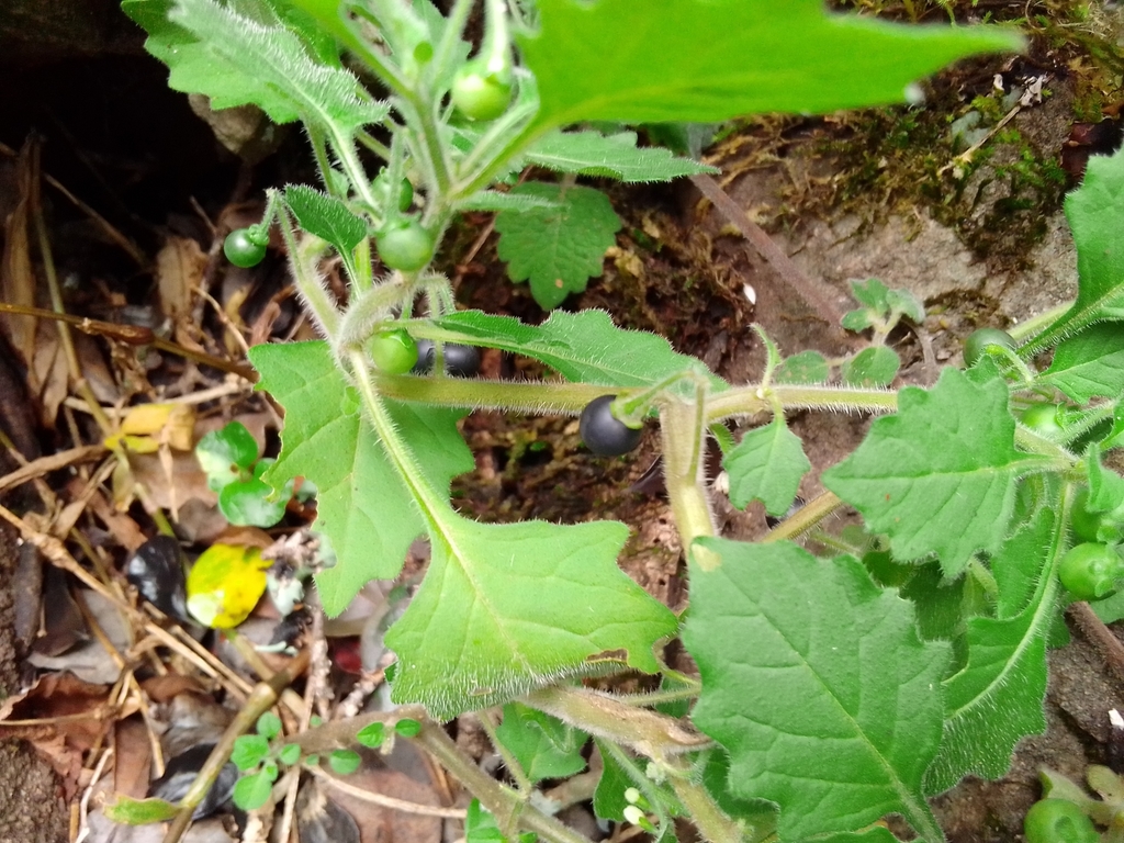 Wonderberry (Solanum retroflexum) - Botanical Realm