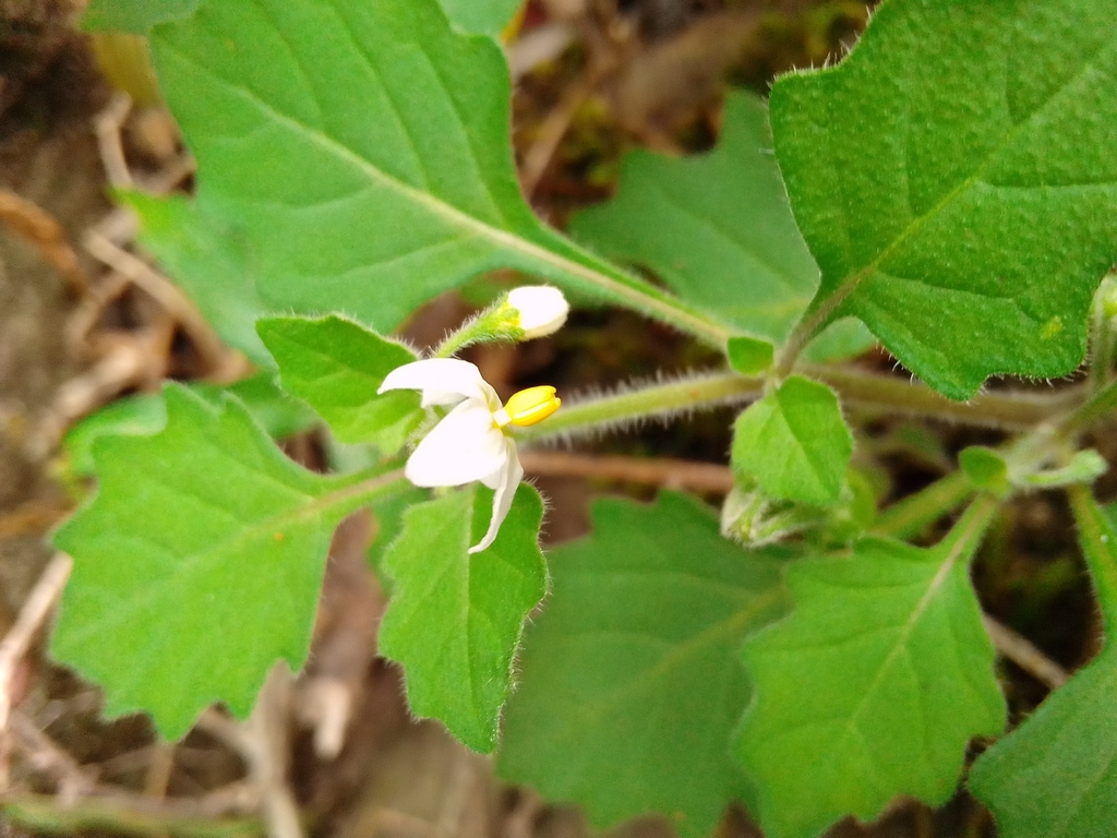 Wonderberry (Solanum retroflexum) - Botanical Realm