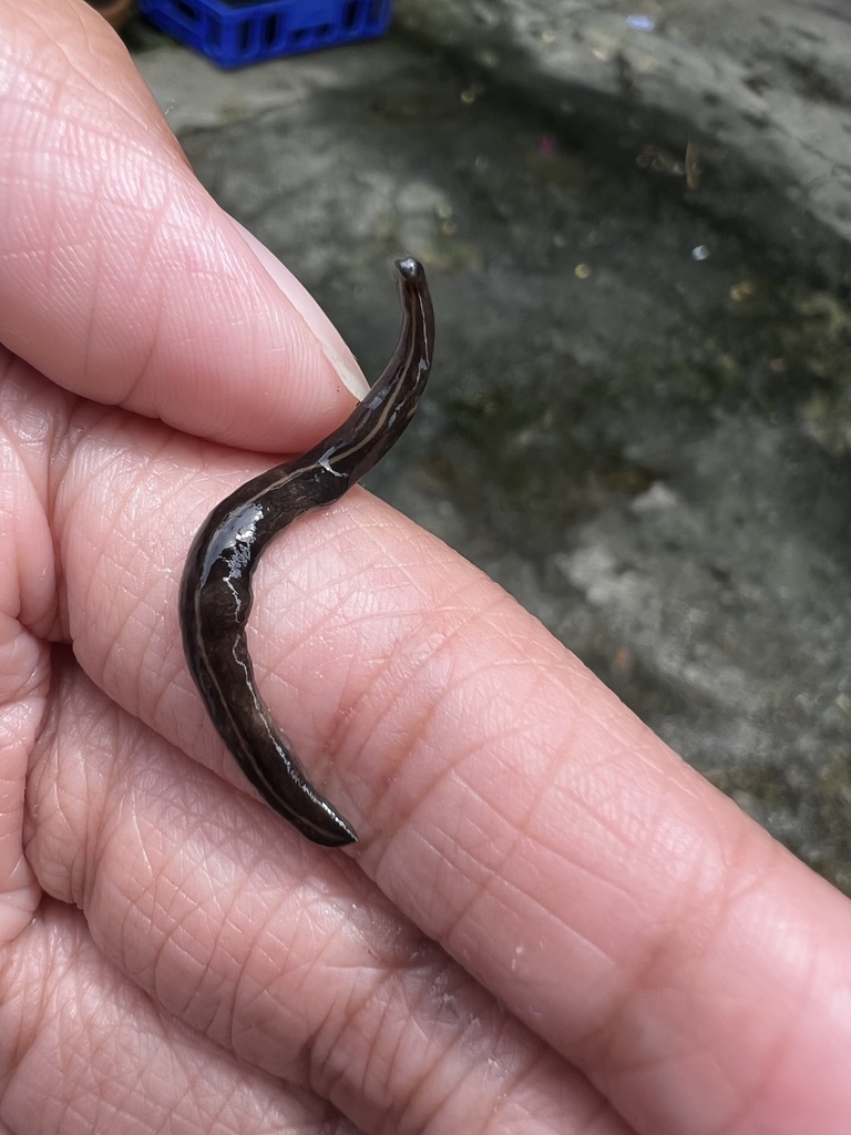 New Guinea Flatworm from Ngerekebesang, Palau, PW on March 13, 2022 at ...