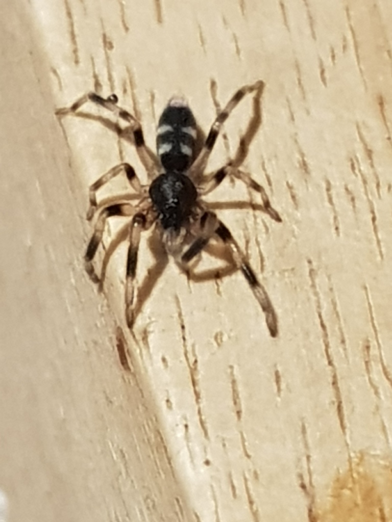 White-tailed Spiders from Narre Warren VIC 3805, Australia on February ...