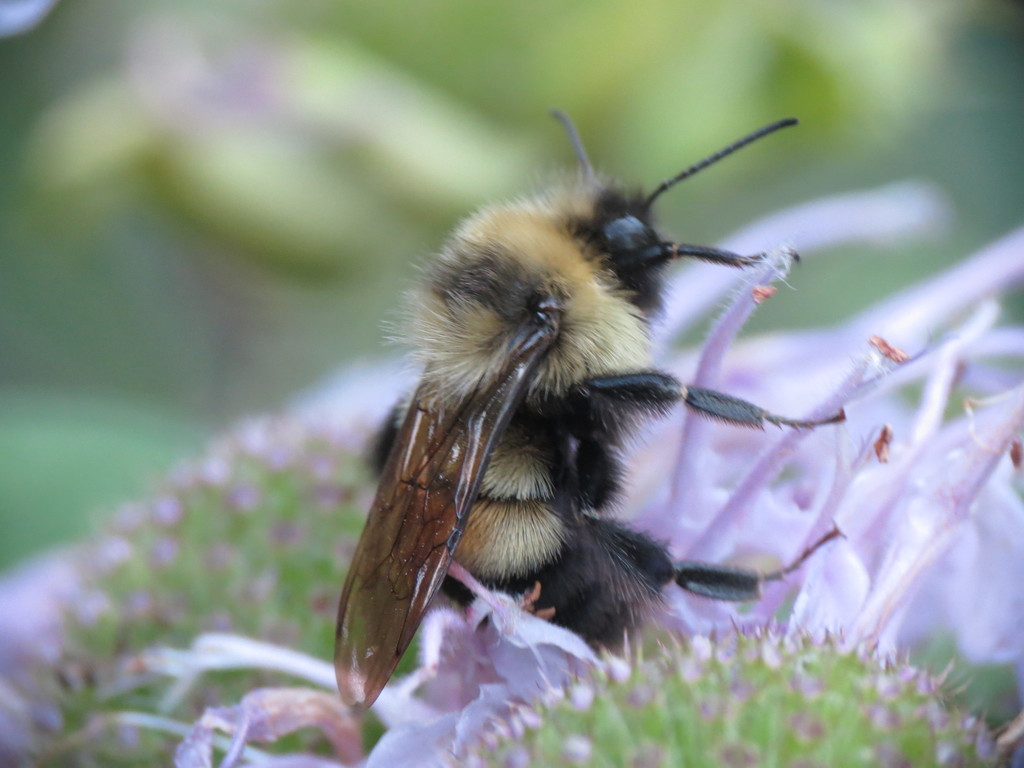 Rusty-patched Bumble Bee in August 2021 by wmct276. Affinis Male ...