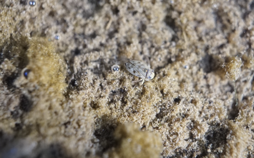 Micronecta from 日本、神奈川県横浜市金沢区 on March 15, 2022 at 04:51 PM by Kosuke ...