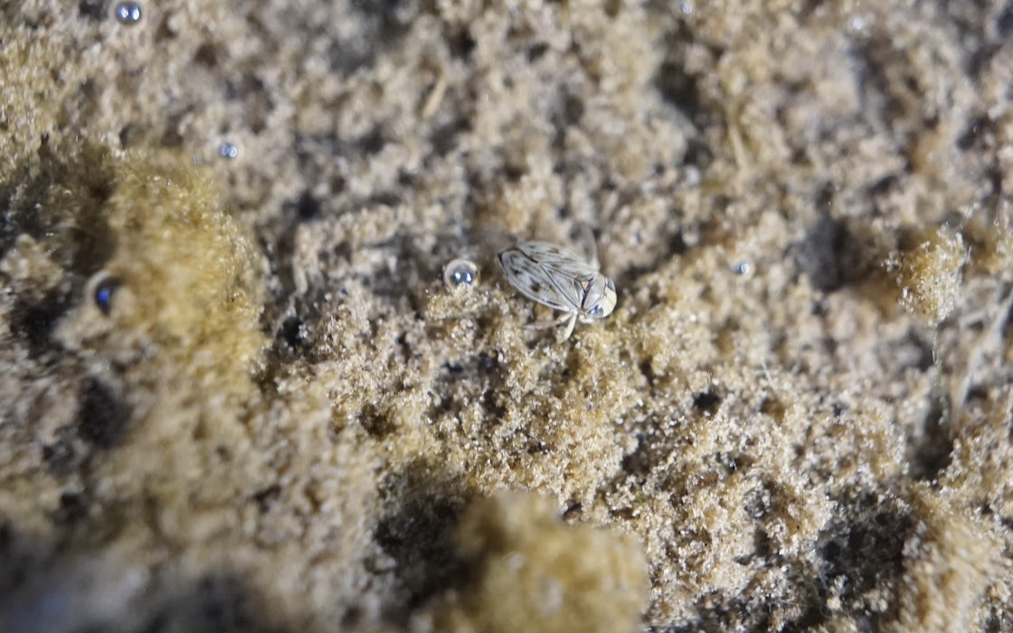 Micronecta Kirkaldy, 1897