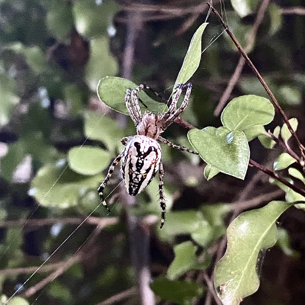 Enamelled Spider from Geelong VIC, Australia on March 16, 2022 at 07:32 ...