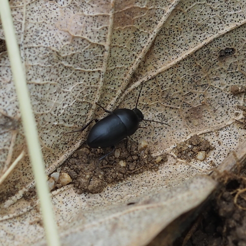 Genus Crypticus · iNaturalist