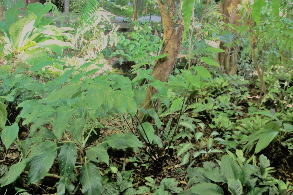 Zamia from Naples, FL, USA on December 10, 2021 at 09:13 AM by Scott F ...