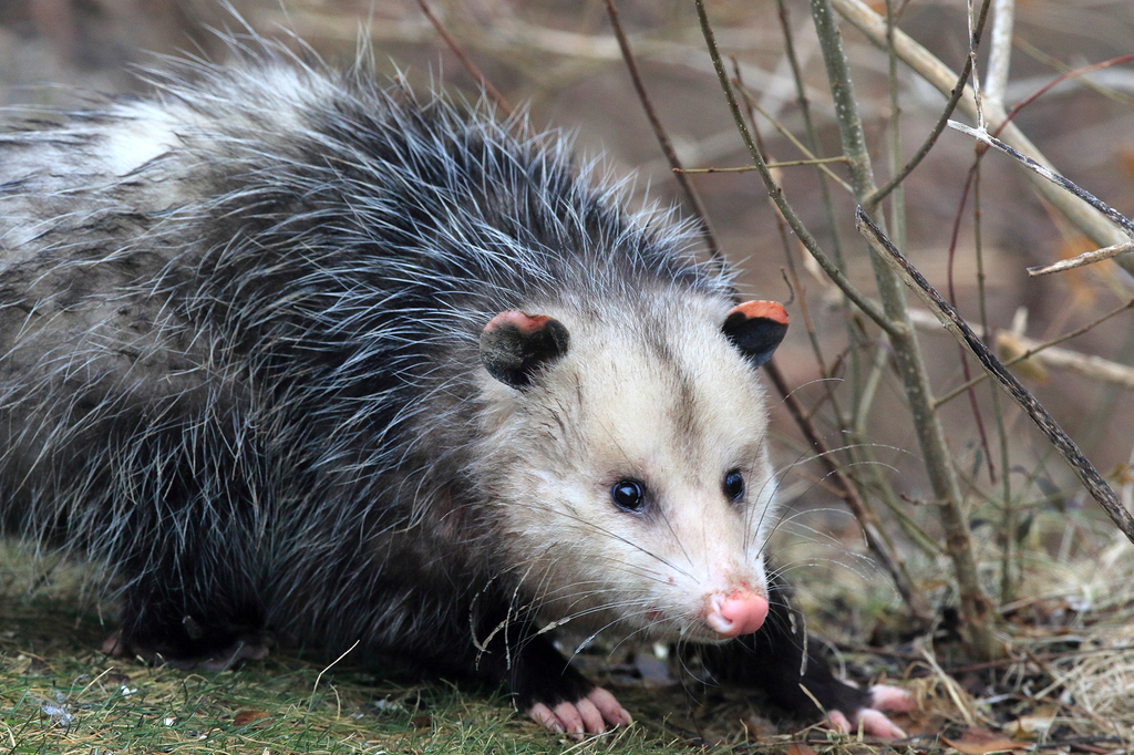 Virginia Opossum from Westmount, London, ON, Canada on March 16, 2022 ...