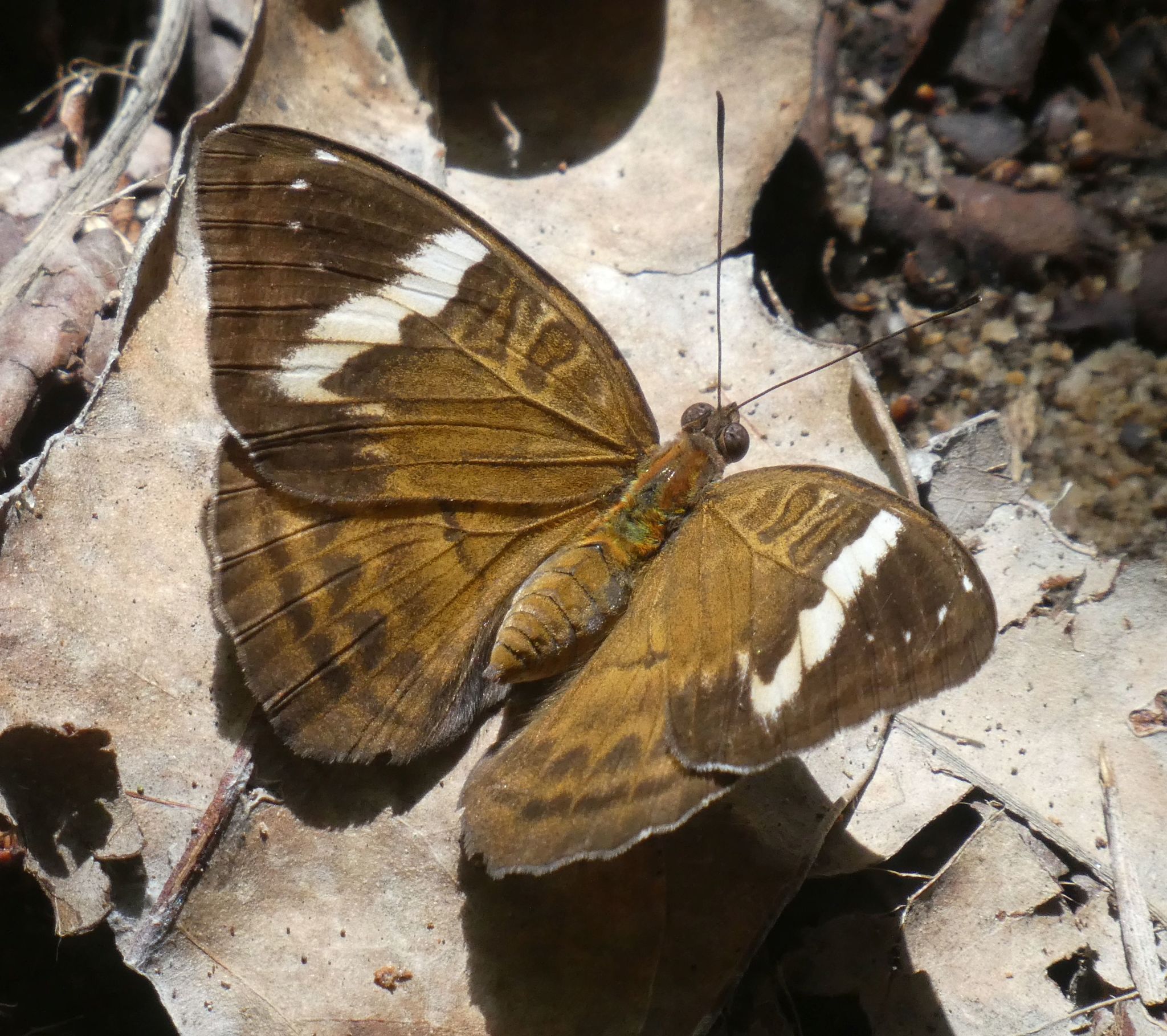 Euriphene Boisduval, 1847