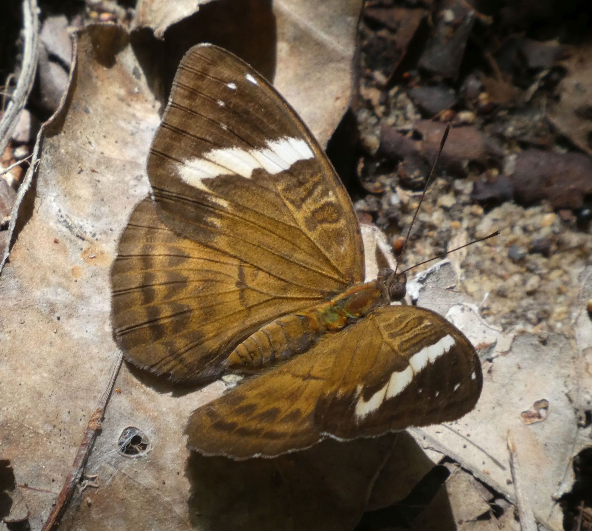 Euriphene Boisduval, 1847
