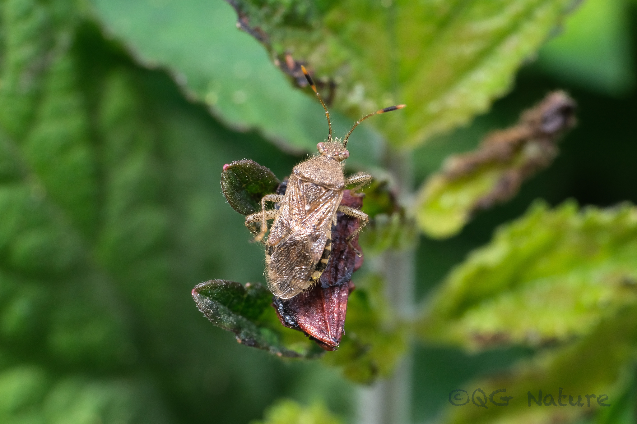 Rhopalus sapporensis (Matsumura, 1905)