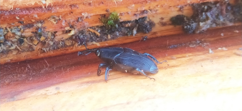 South American Palm Weevil from Jardin Botanico San Jorge Senderos on ...