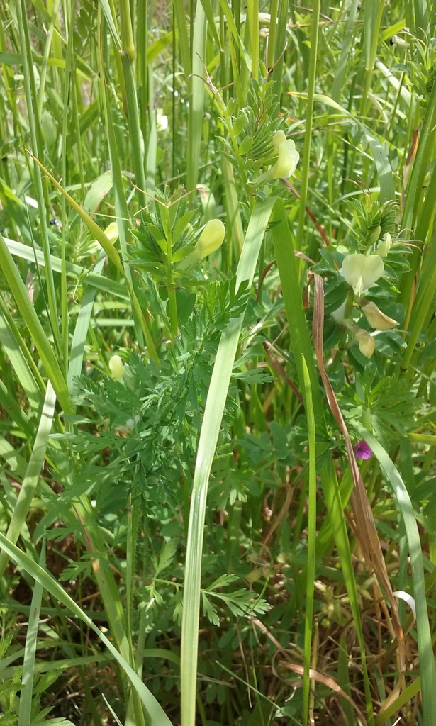 Yellow Vetch from Marion County, OR, USA on May 20, 2018 at 01:47 PM by ...