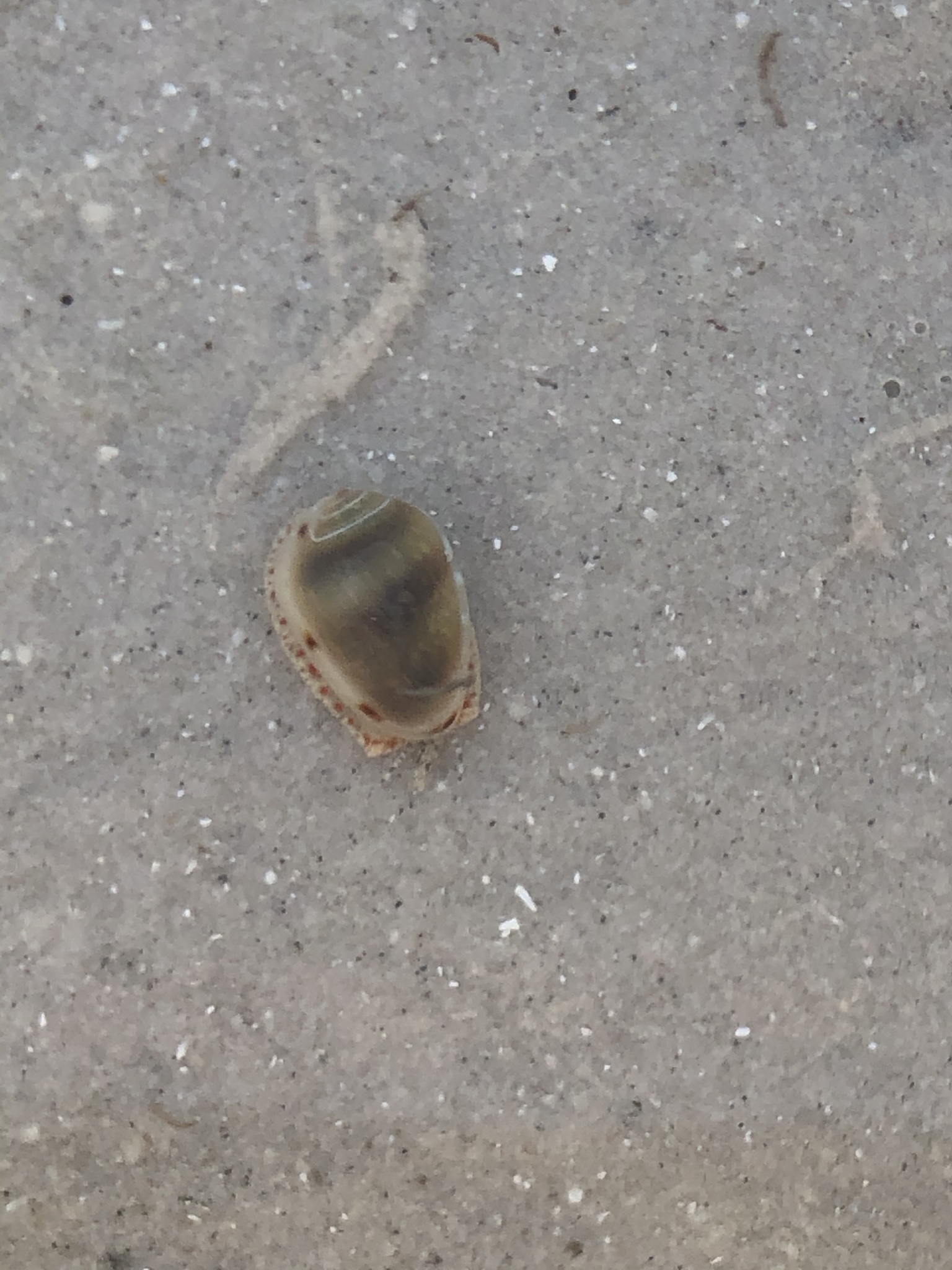 Prunum apicinum (Menke, 1828)