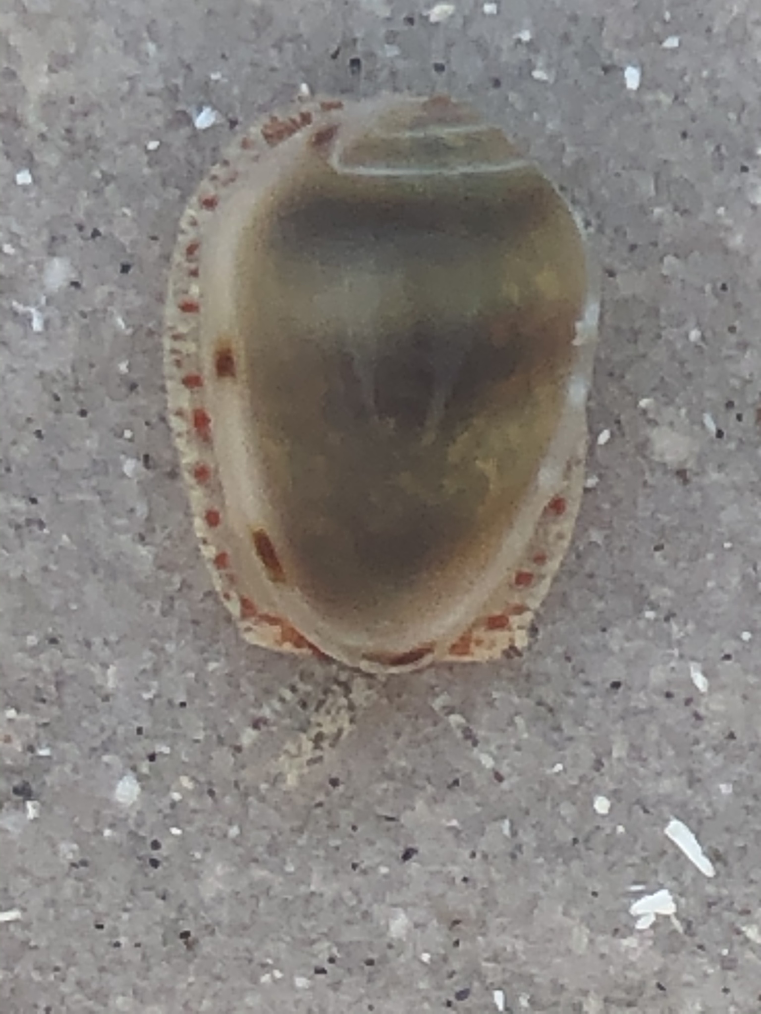 Prunum apicinum (Menke, 1828)