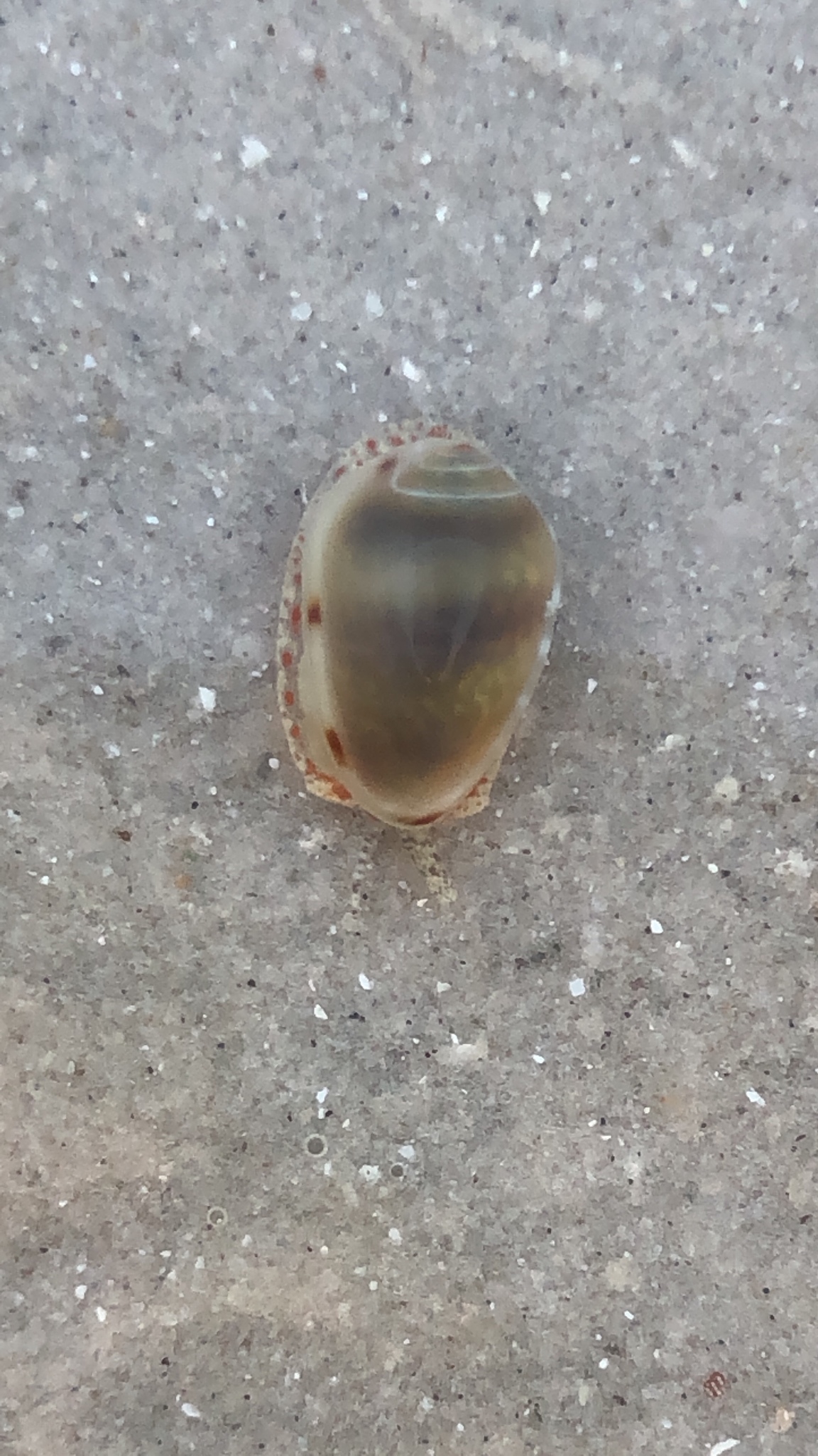 Prunum apicinum (Menke, 1828)