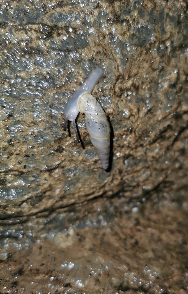 Synprosphyma franciscana from 中国湖北省恩施土家族苗族自治州恩施市 on May 4, 2021 at 11: ...