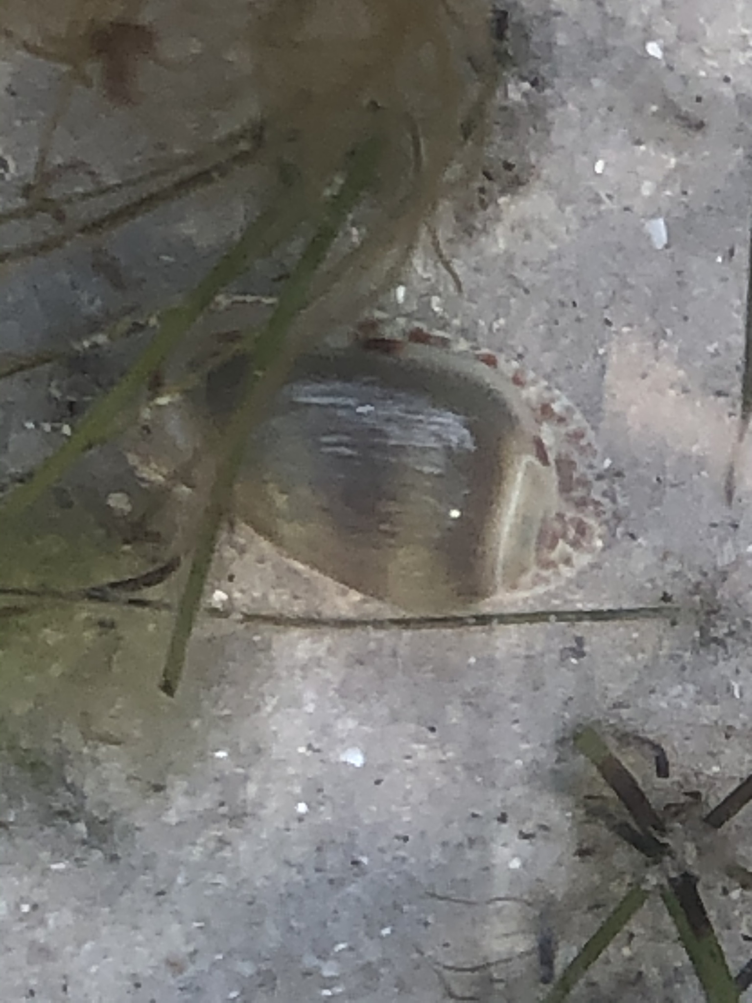 Prunum apicinum (Menke, 1828)