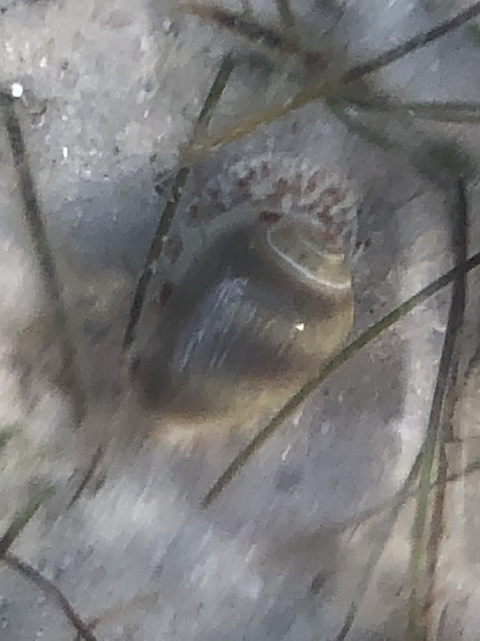 Prunum apicinum (Menke, 1828)