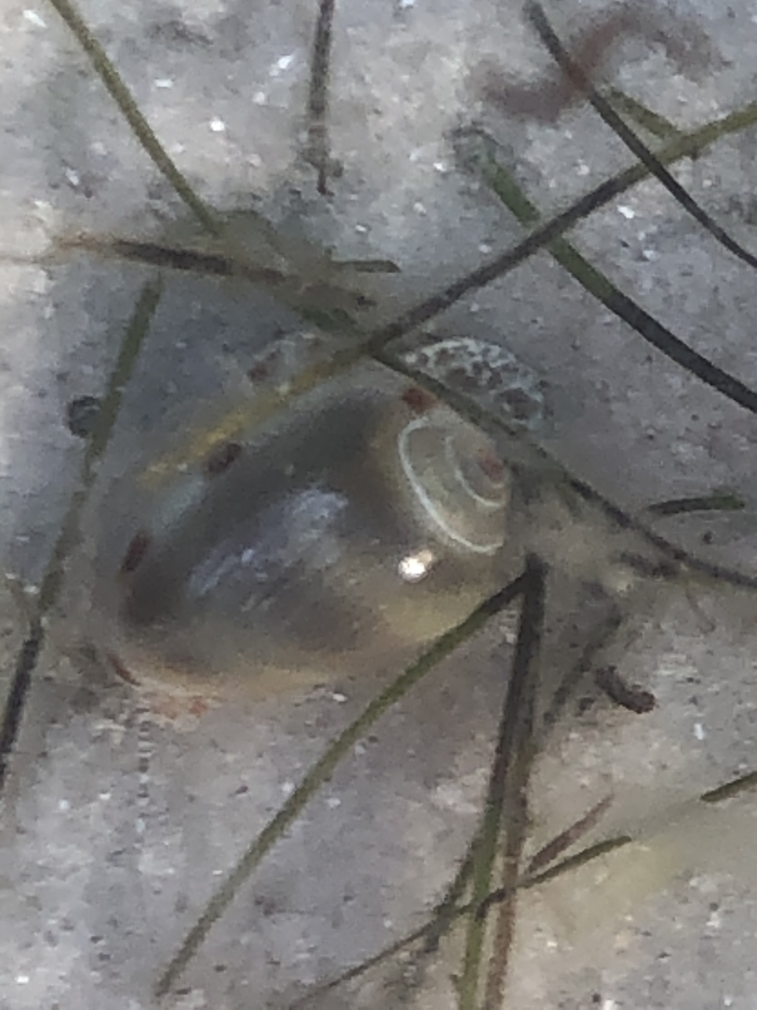 Prunum apicinum (Menke, 1828)