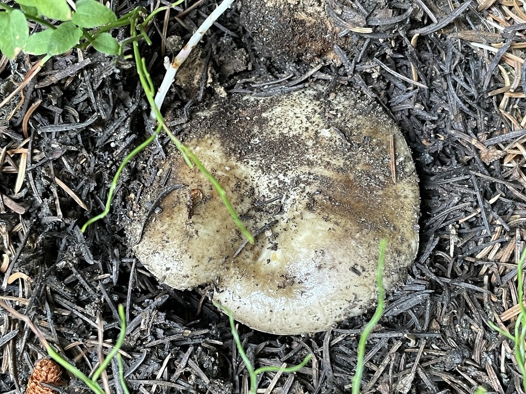 Blackening Russula from Adams County, ID, USA on August 12, 2021 at 12: ...
