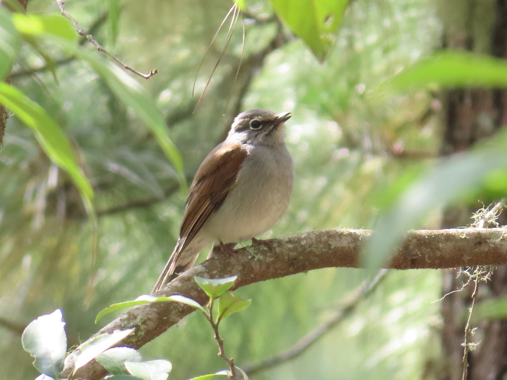 Brown-backed Solitaire from Villa Corzo, Chis., México on March 12 ...