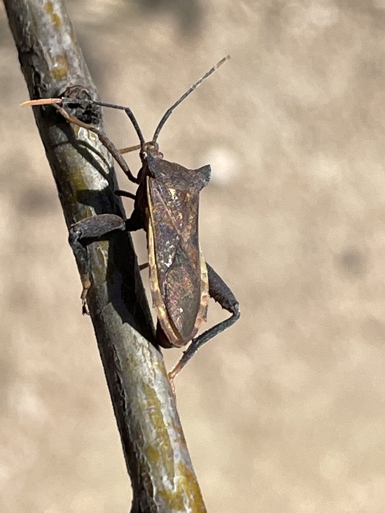 Mozena lunata from Corpus Christi, TX, US on March 16, 2022 at 12:10 PM ...
