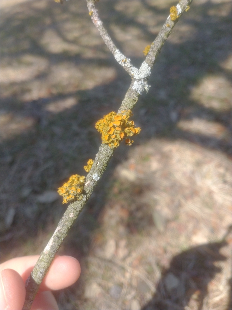 Golden-eye Lichen from Waco on March 16, 2022 at 12:28 PM by hello ...