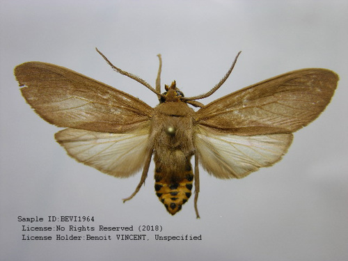 Elysius flavoabdominalis · iNaturalist