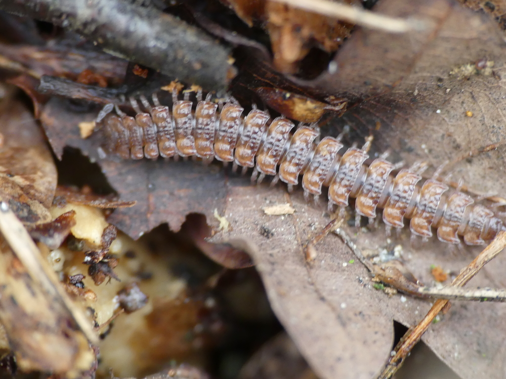Polydesmus angustus from 49565 Bramsche, Deutschland on March 16, 2022 ...