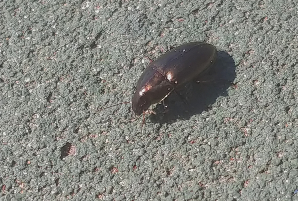 Common Sun Beetle in March 2022 by nathan tea · iNaturalist