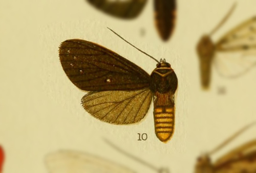 Elysius systron · iNaturalist